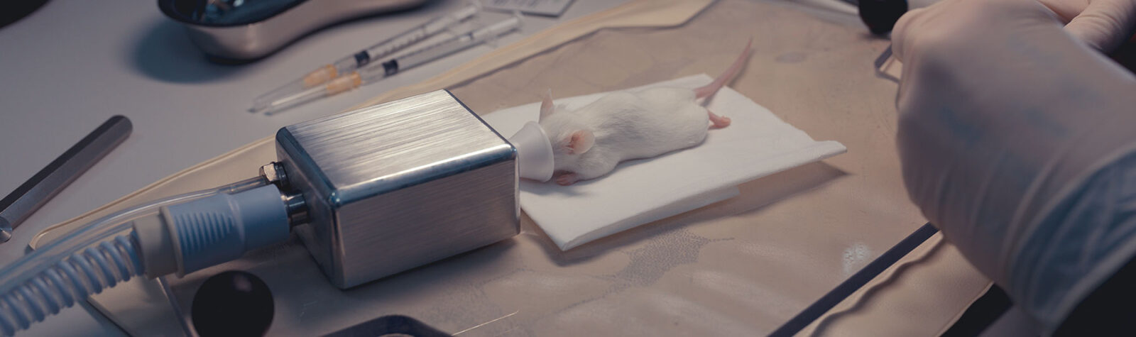 Application of the Animals (Scientific Procedures) Act | CLAST