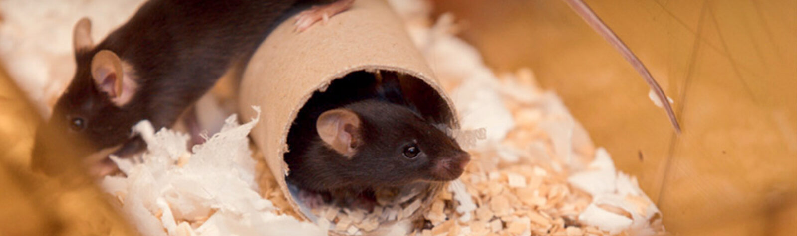 Genetically altered laboratory animals: models, phenotyping principles ...